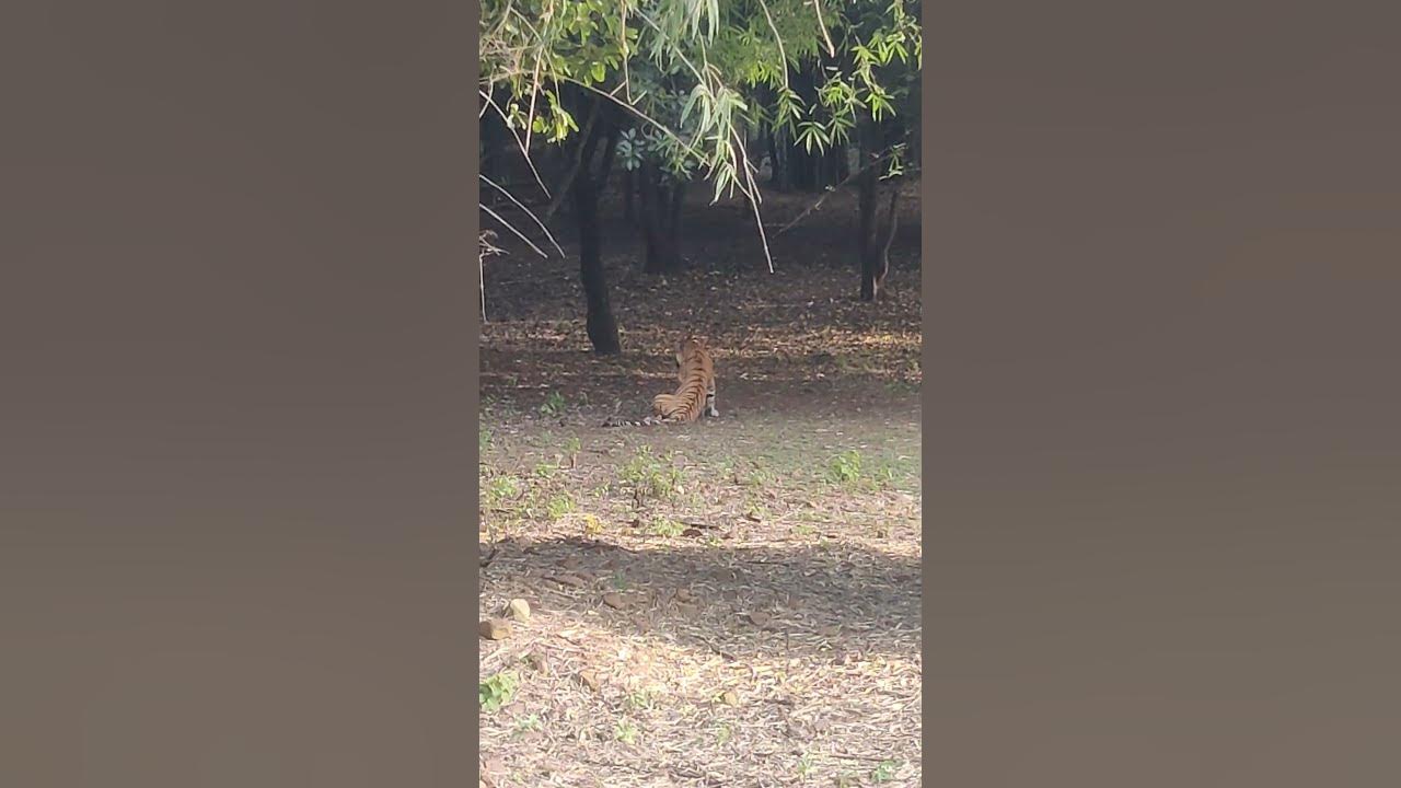 Tiger Spotted || Jungle || - YouTube