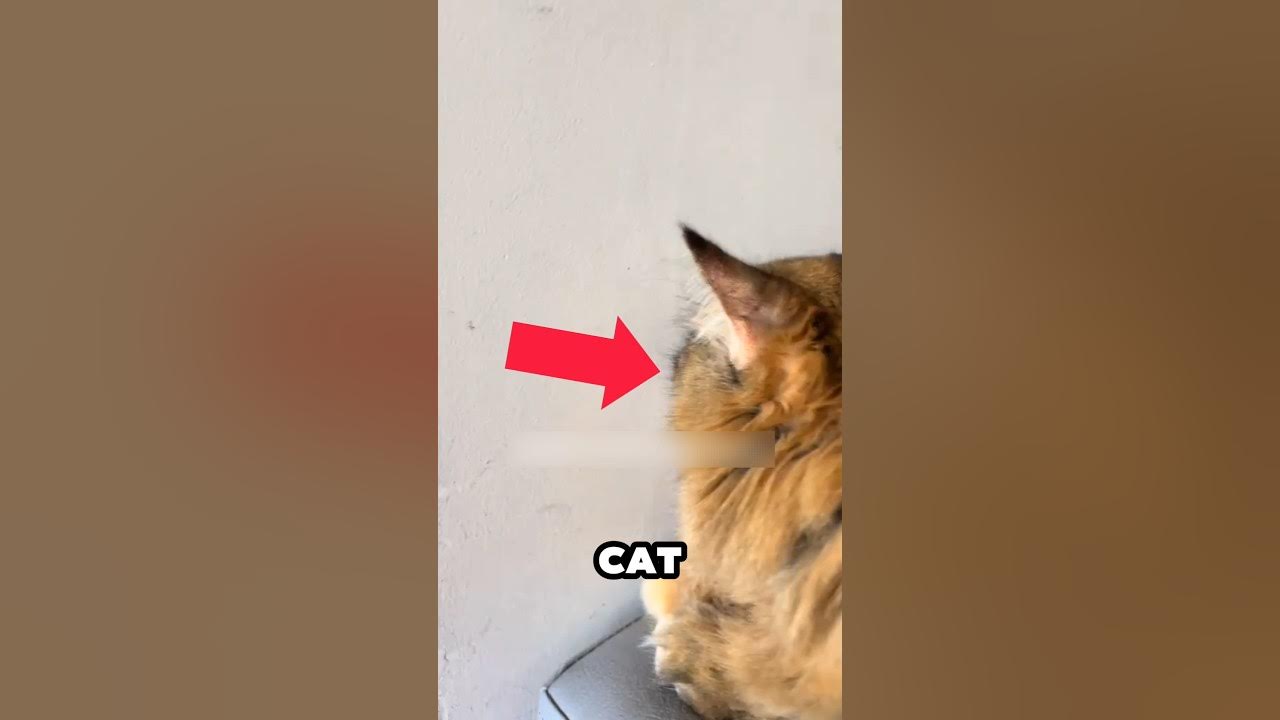 Cat Eats Catnip and Enters Another Dimension! 👀🐱 - YouTube