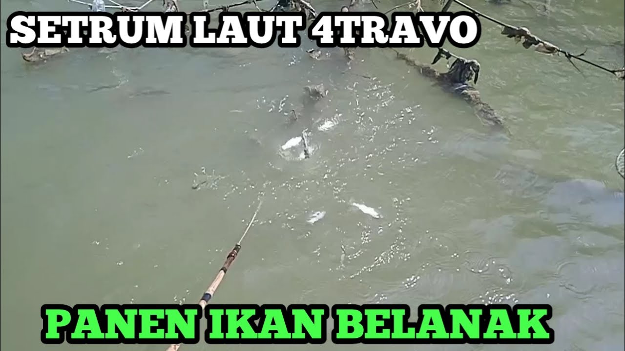 Setrum ikan khusus laut/muara 4travo - YouTube