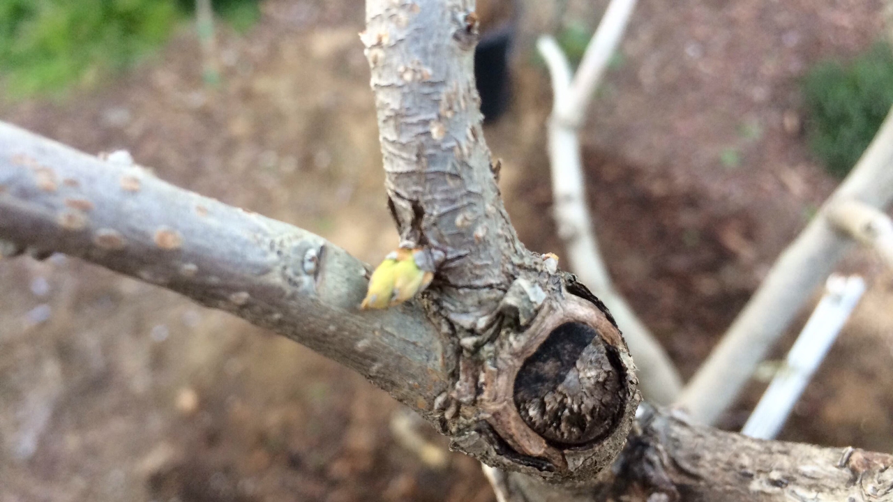 Fuyu Persimmon pushing out buds - YouTube