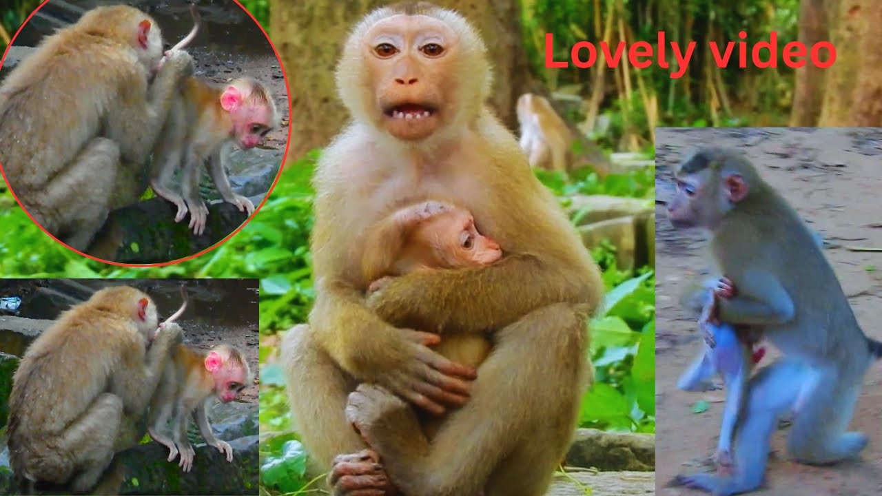 Funny monkey Rojo is playing with baby monkey Leo. Monkey Rojo loves ...