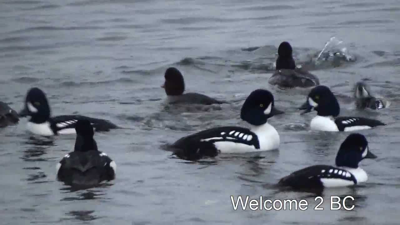 Diving duck Barrow's Goldeneye off West Vancouver Shore - YouTube