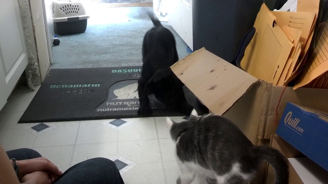 Boykin-lab mix and gray kitten - YouTube