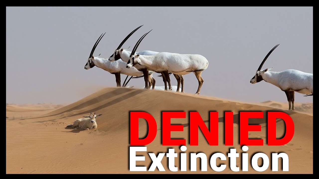 TOP 10 Animals saved from extinction by human intervention - YouTube