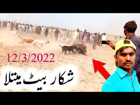 Soor ka shikar in pakistan 2022 / Boar hunting wirh dog beat rakwan / Hunting soor with dogs lyamir