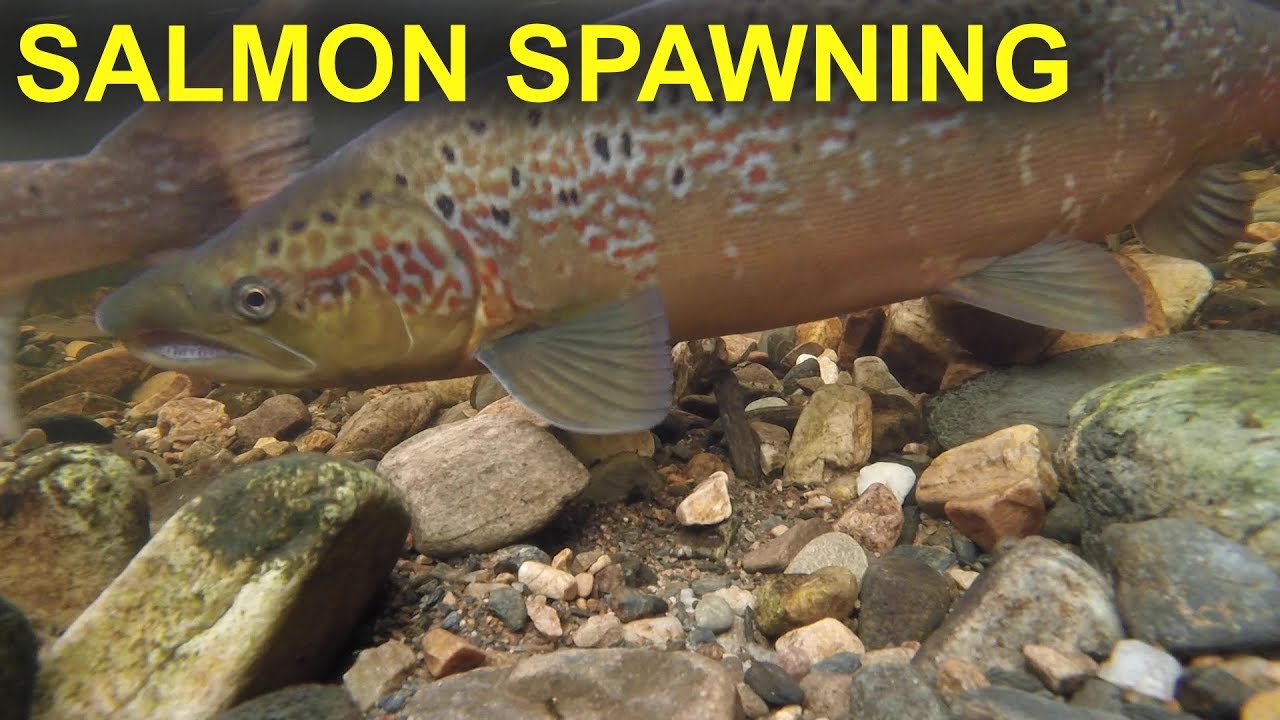 Atlantic Salmon Spawning