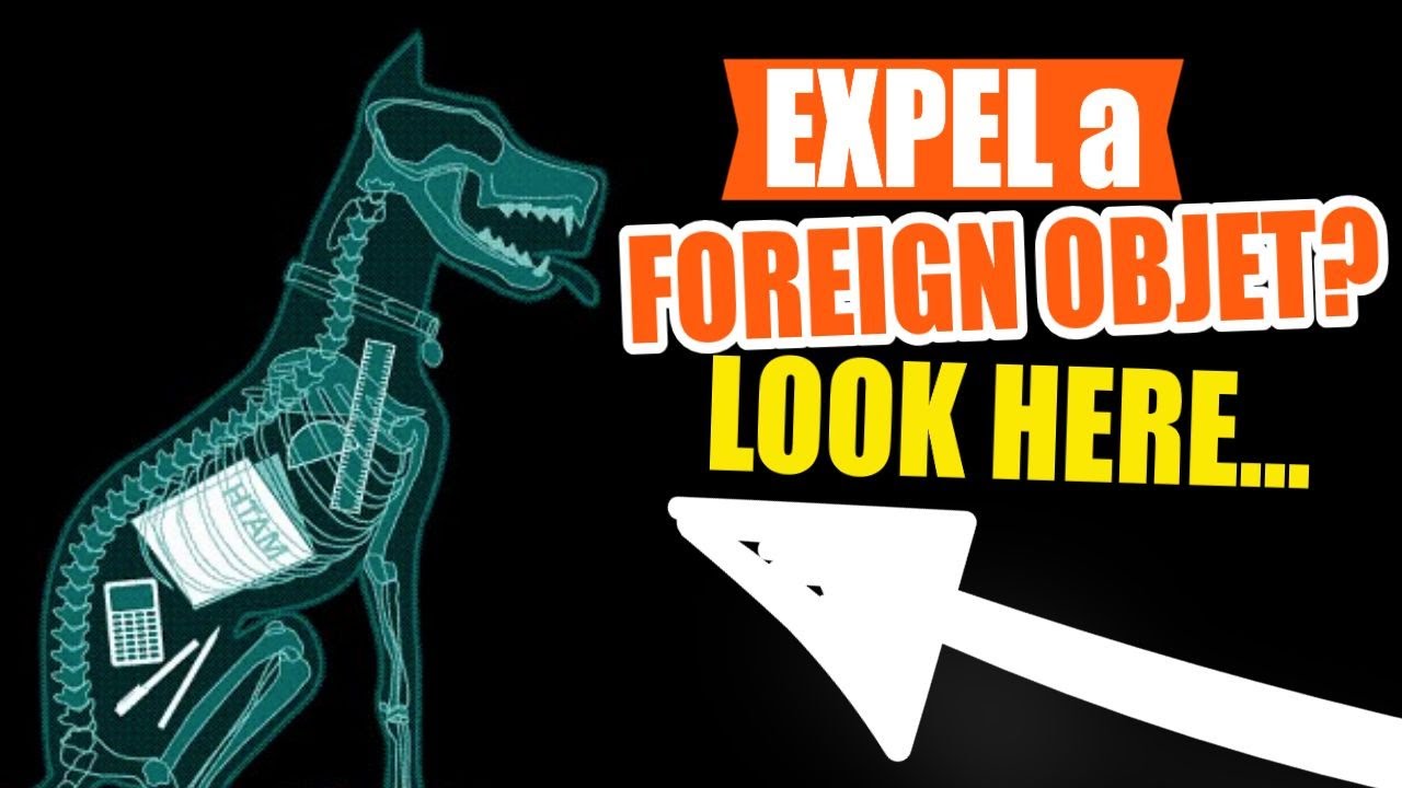 How LONG Does It Take For A Dog To EXPEL A Foreign Object YouTube how-long-does-it-take-for-a-dog-to-expel-a-foreign-object-youtube