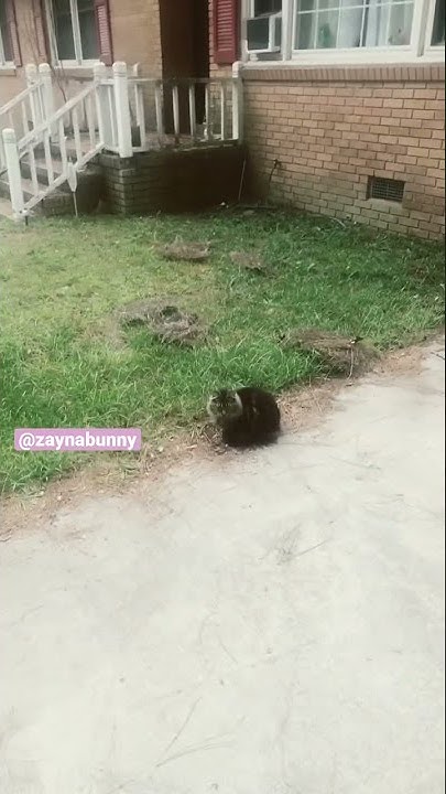 Giving my feral cats catnip part 2 - YouTube