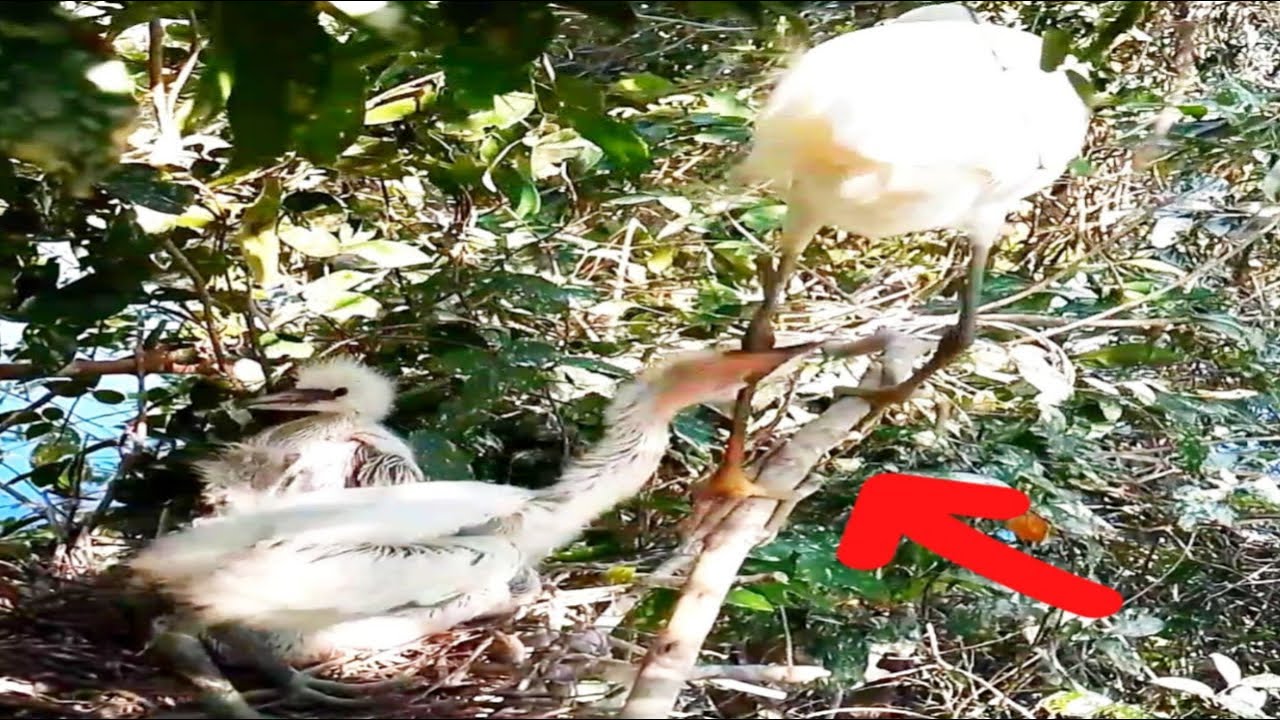 little egr, baby bird bites mother's foot so she can't get out of the ...