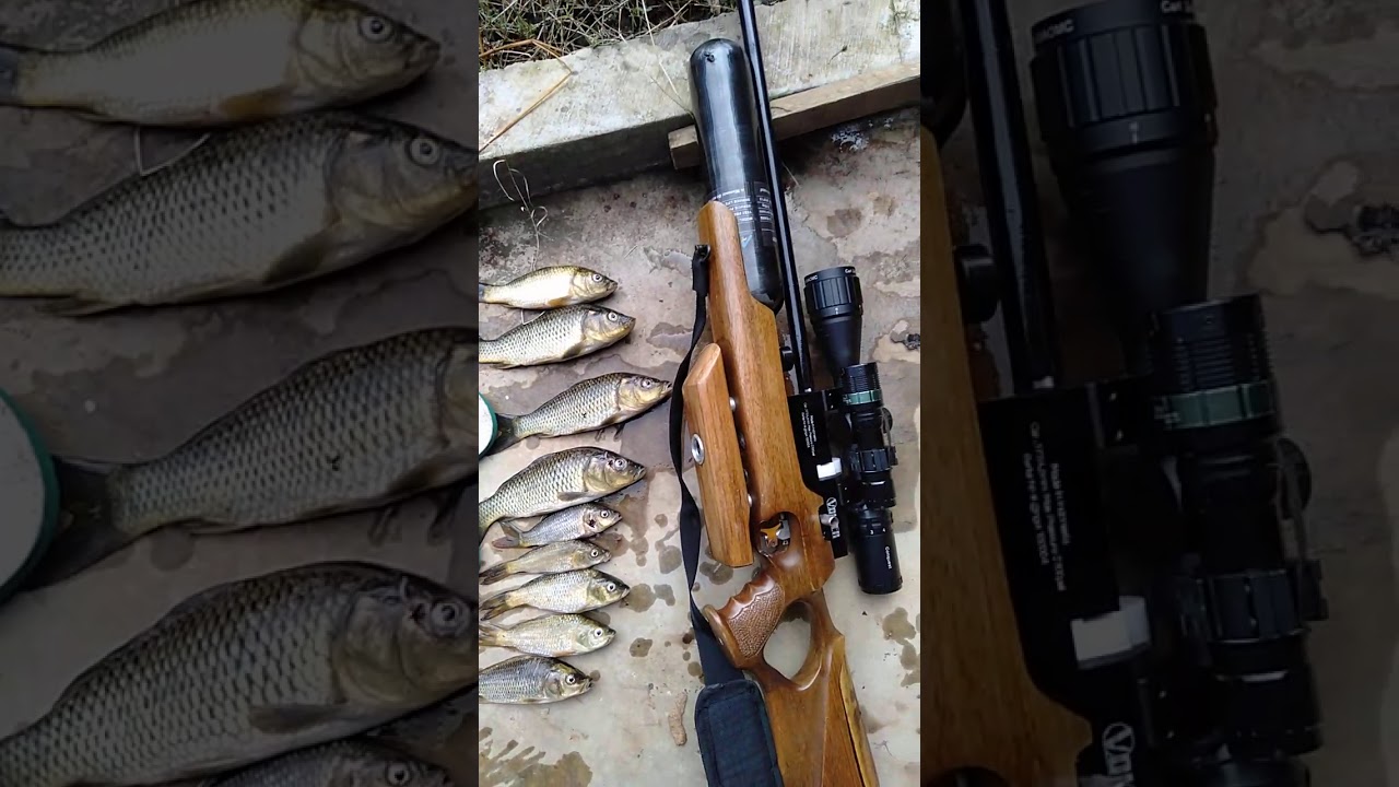 Mencari ikan dengan senapan - YouTube