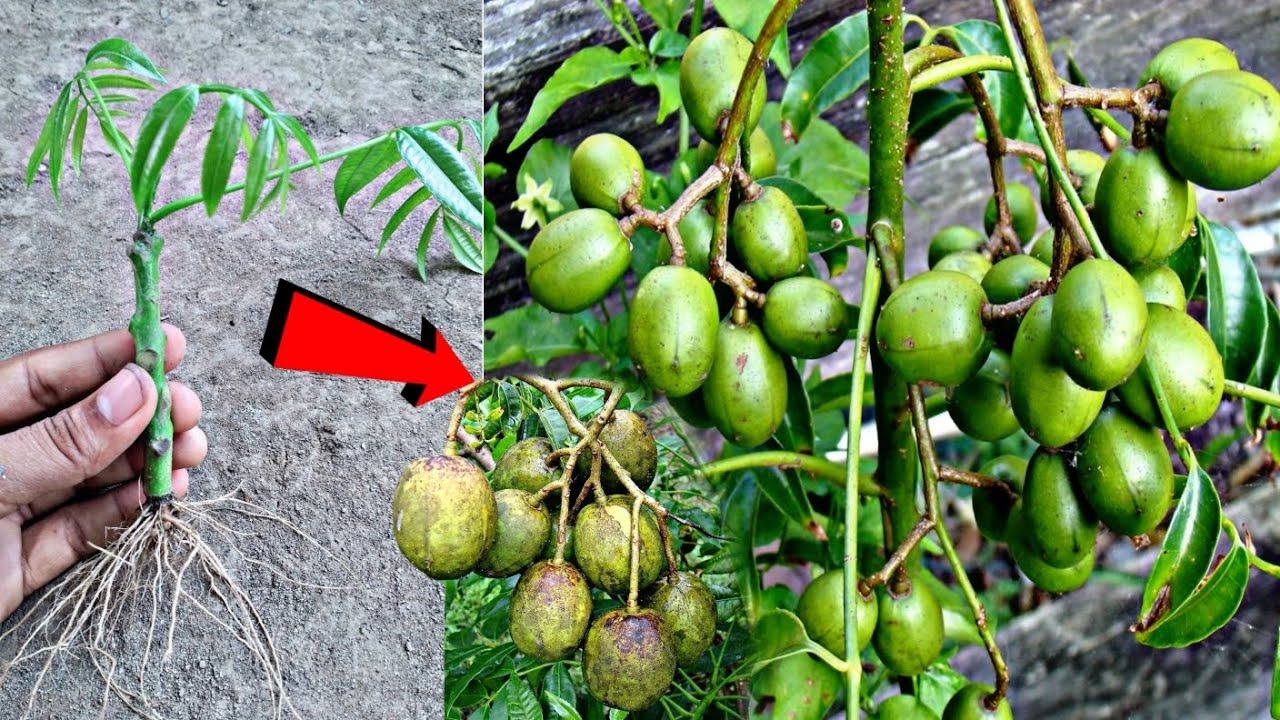 How to Grow Hog Plum Tree use Onion & Aloe Vera | New Easy Method ...