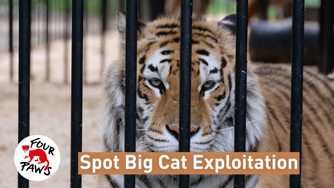 🐯🦁 You ask, we answer: The dark side of big cat exploitation - YouTube