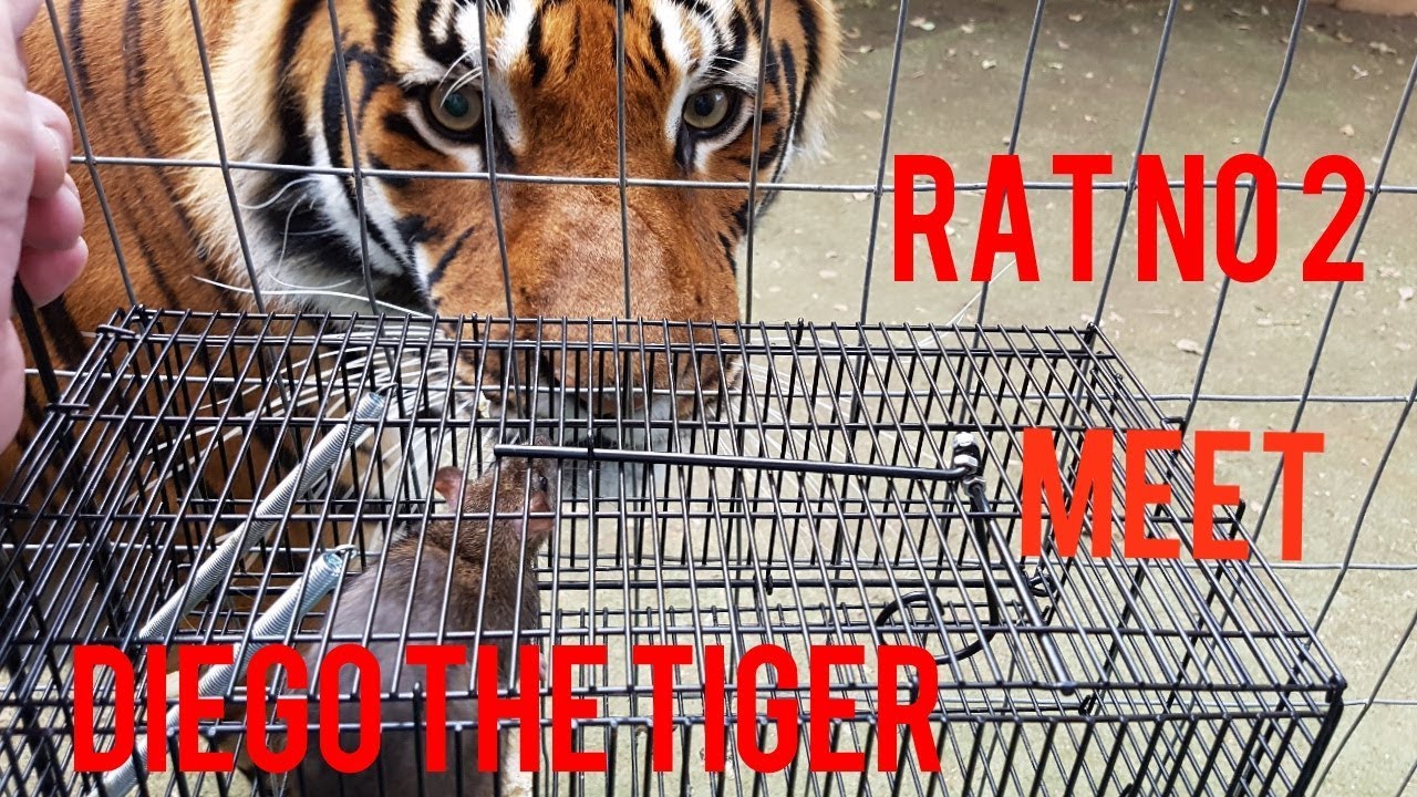 Diego meets rat no two. - YouTube
