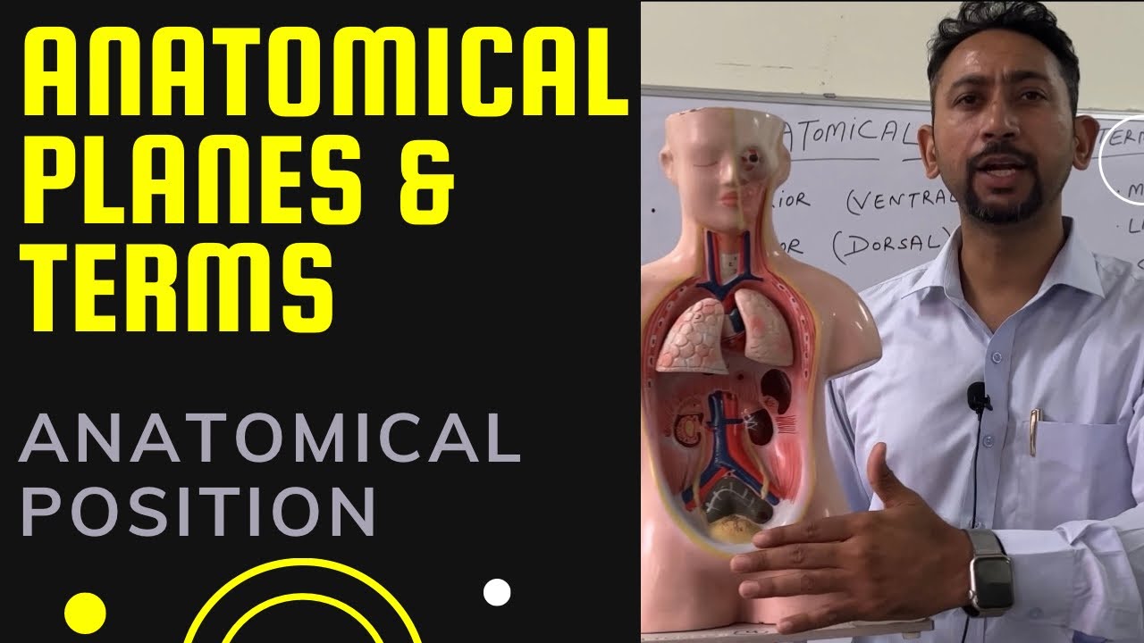 EASY TO UNDERSTAND ANATOMICAL PLANES // TERMS & POSITION - YouTube