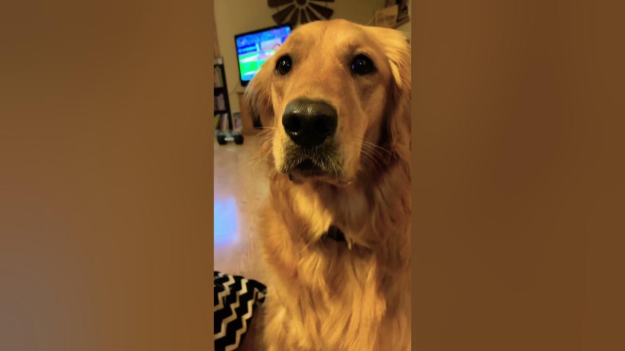 Pov Licks It Does Not Like It Forgets She Does Not Like It Licks It Again 😂 Goldenretriever