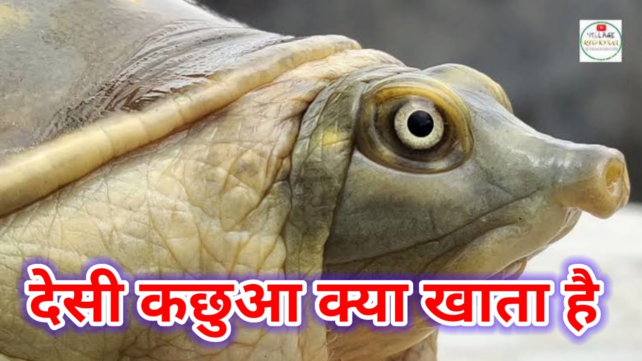 Desi kachuva Kya khata hai, turtles food , कछुआ क्या खाता है | - YouTube