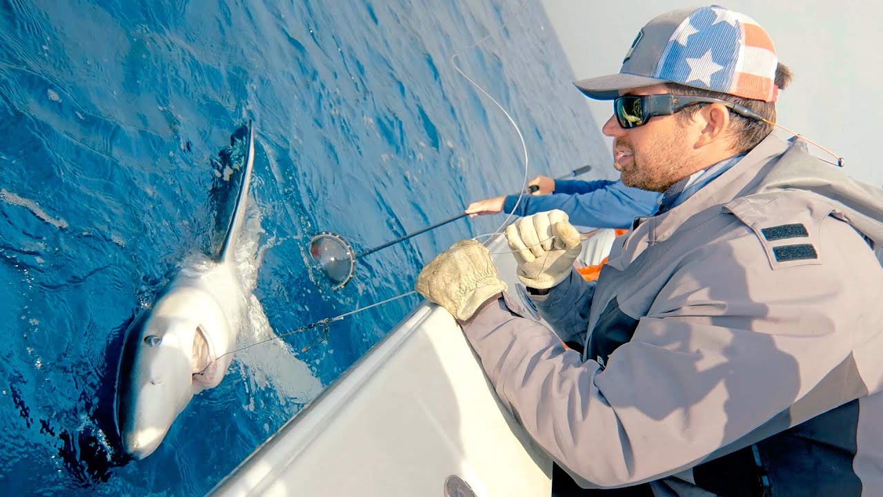 First Blue Shark Fishing Trip in Cape Cod - YouTube