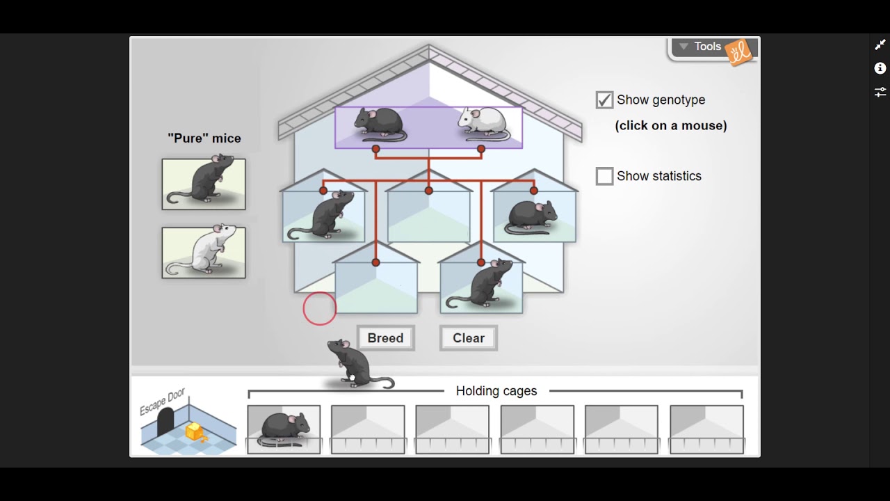 Mouse Genetics One Trait Gizmo - Introduction - YouTube