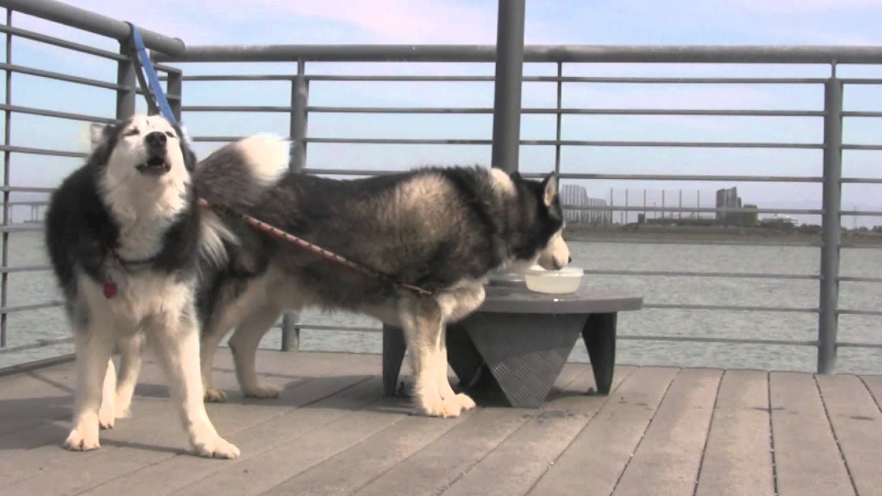 ROSY AND ROCKY HEAD INTO THE SEAL POINT DOG PARK FOR DOG PLAY On March ...