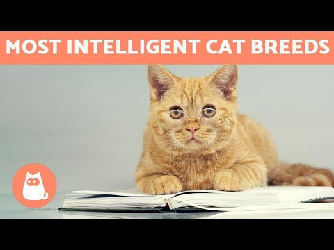 TOP 10 SMARTEST CAT BREEDS IN THE WORLD [Expert Opinion]