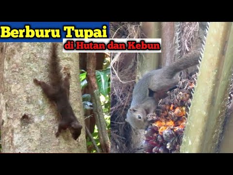 Berburu Tupai di Hutan dan Kebun Sawit - Kompilasi - YouTube