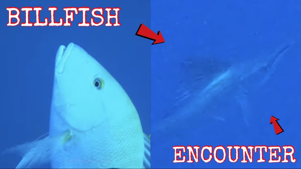 Fish Maze @ 170ft / BILLFISH ENCOUNTER - YouTube