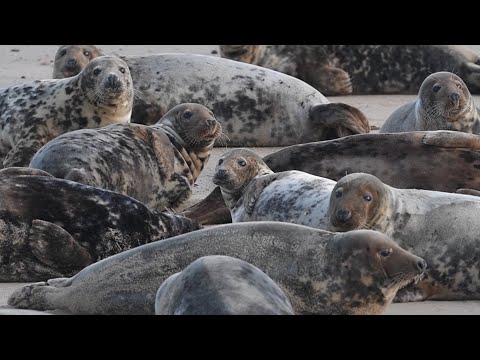 'Well over' 2,000 grey seal pups born on Norfolk beach as police deter visitors