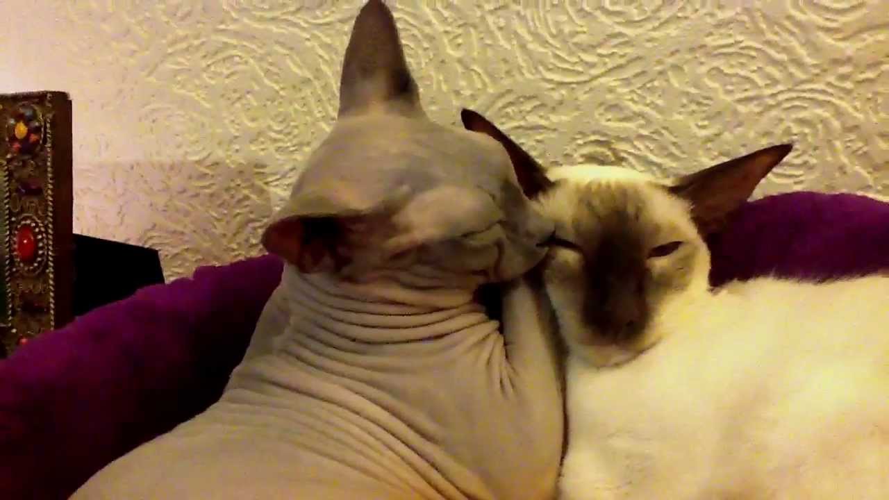 Cosy cats- Sphynx & Siamese - YouTube