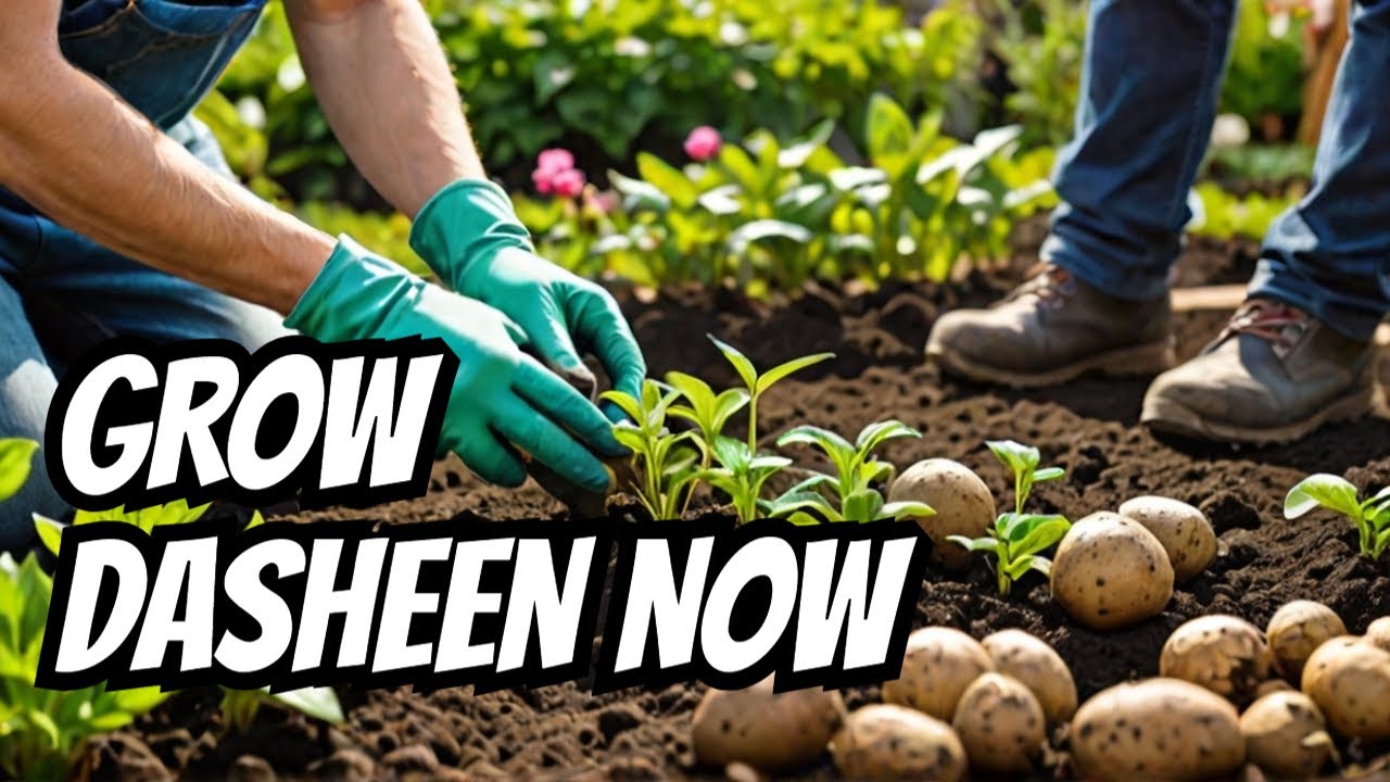 Top 10 Tips to Grow Dasheen Successfully - YouTube