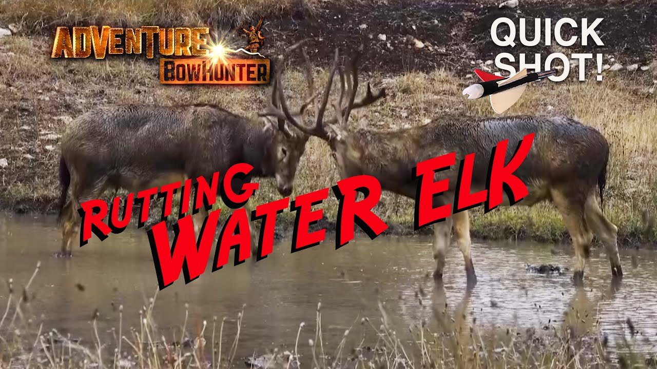 RUTTING WATER ELK - QUICK SHOT! - YouTube
