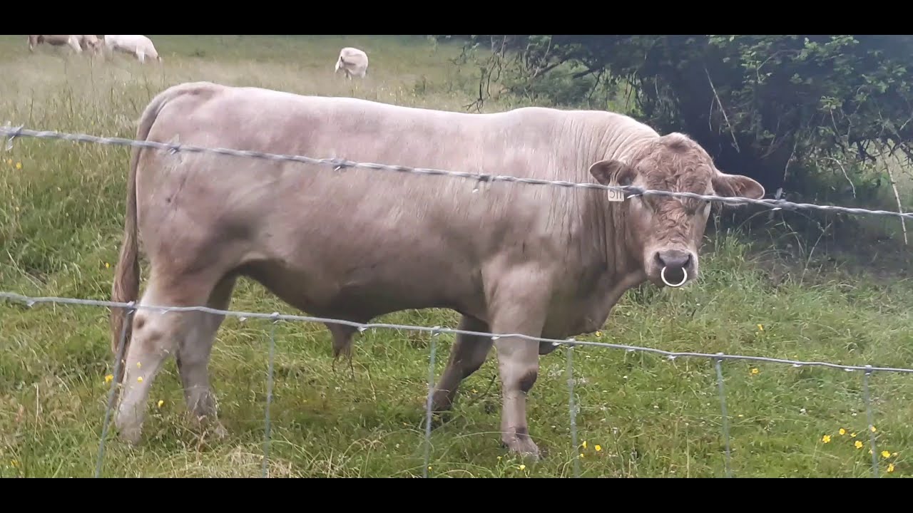 Big bull & Big Being's along with a huge amount of small & so many you ...