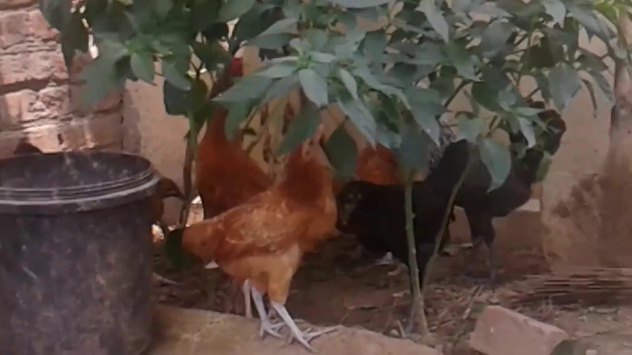 Desi chooze mirch k leaves khaty hue.arsel pigeon vlogs - YouTube