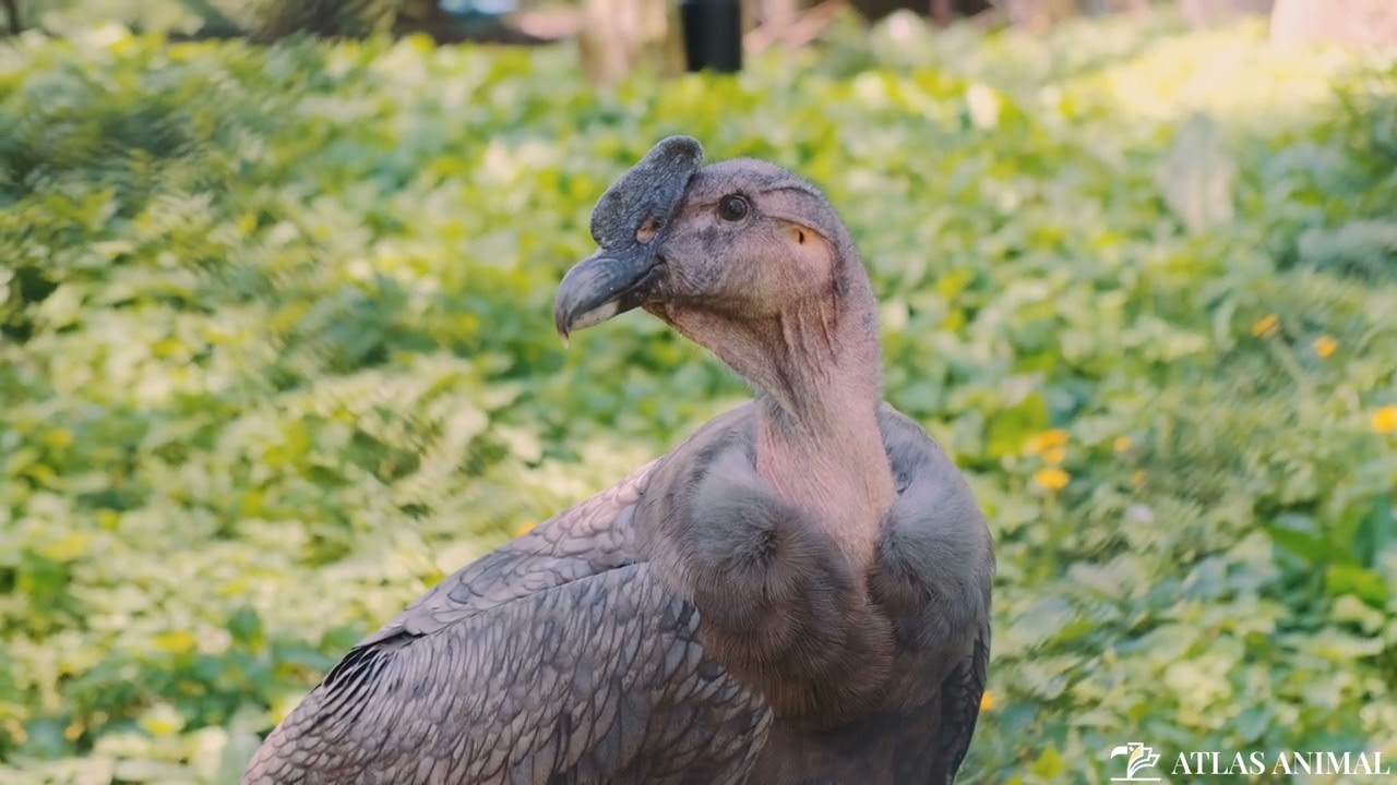 Cóndor Andino en 4K - Andean Condor 4K - YouTube