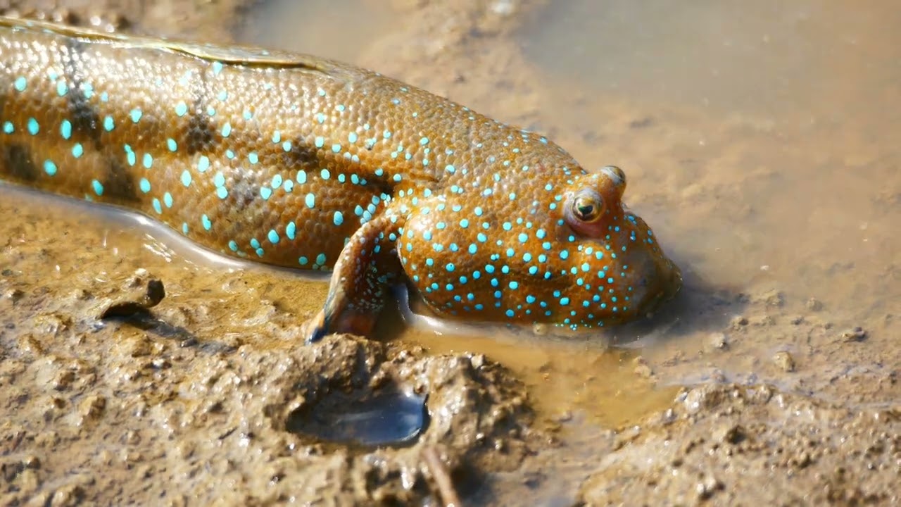 Blue Spotted Mudskipper