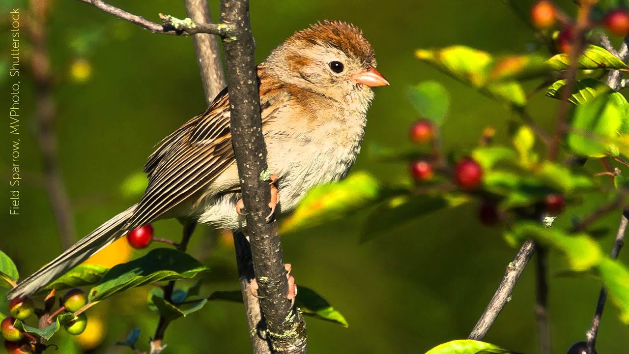 Field Sparrow Song - YouTube