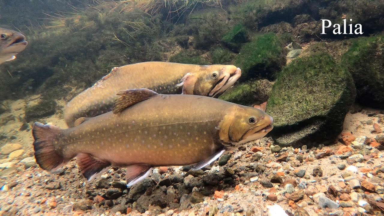 Palia (hybryda) - tarło. Sparctic trout spawning - YouTube
