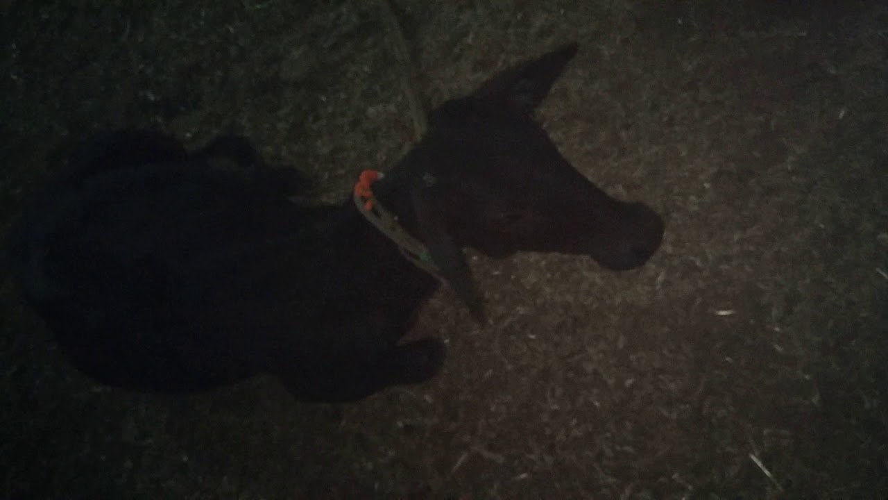 Cow video (cow eyes in night) - YouTube