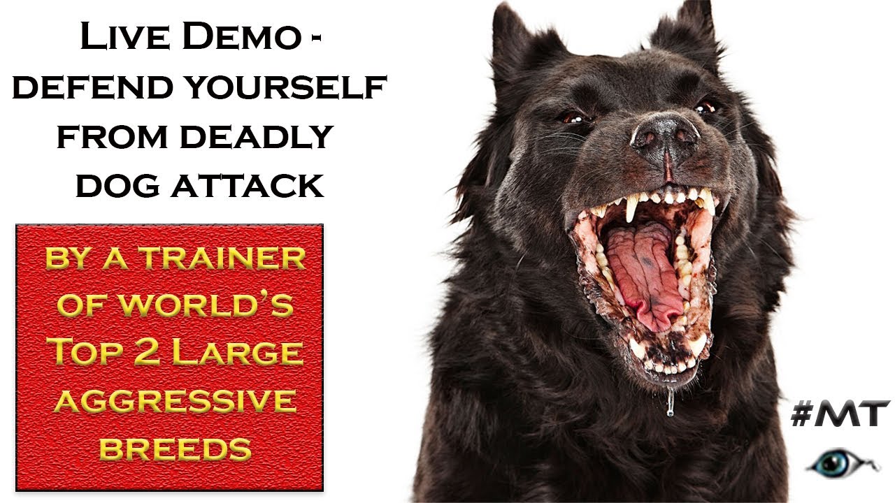 Defence from Stray Dogs Attack-By the Trainer of Top 2 Aggressive Dogs in the World - Tried ...