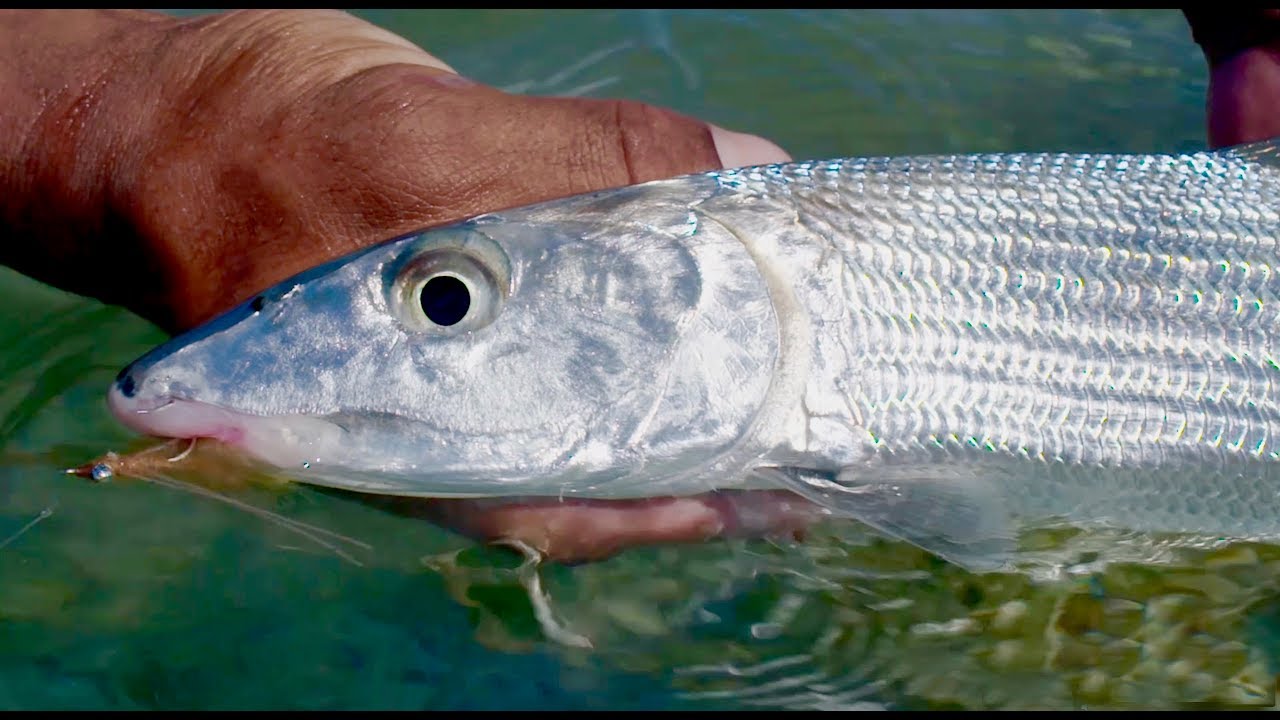 Conserving the Flats with BTT | "Bonefish Catch & Release" - YouTube