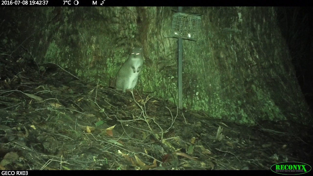 Long Footed Potoroo, Kuark Forest East Gippsland - YouTube