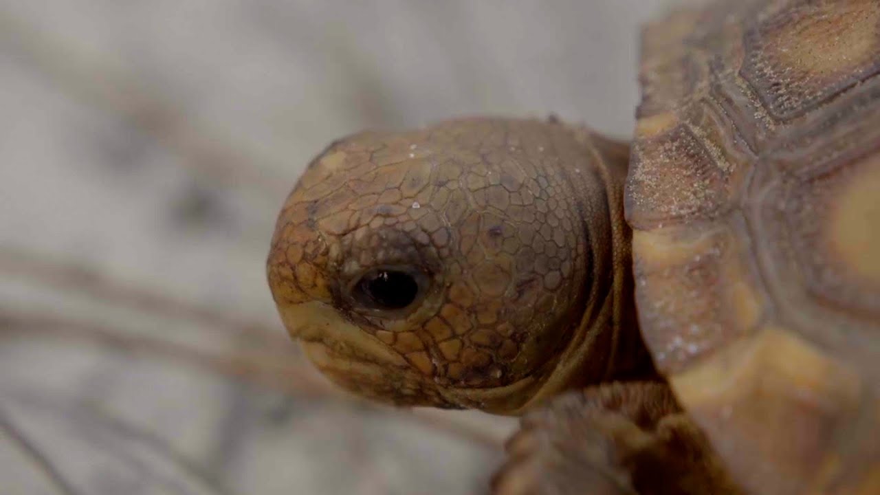 Gopher Games Trailer 1 - YouTube