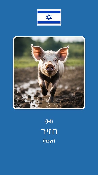 10 Common Animal Names in Hebrew - YouTube