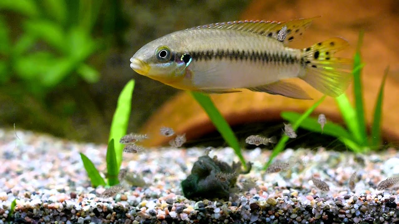 Enigmatochromis lucanusi - YouTube