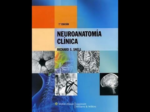 Neuroanatomia Clinica Snell 7 ed PDF Mega - YouTube