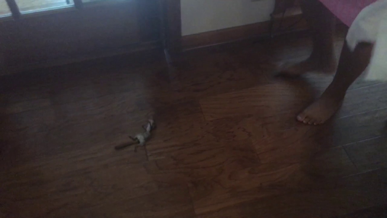 Dead squirrel removal - YouTube