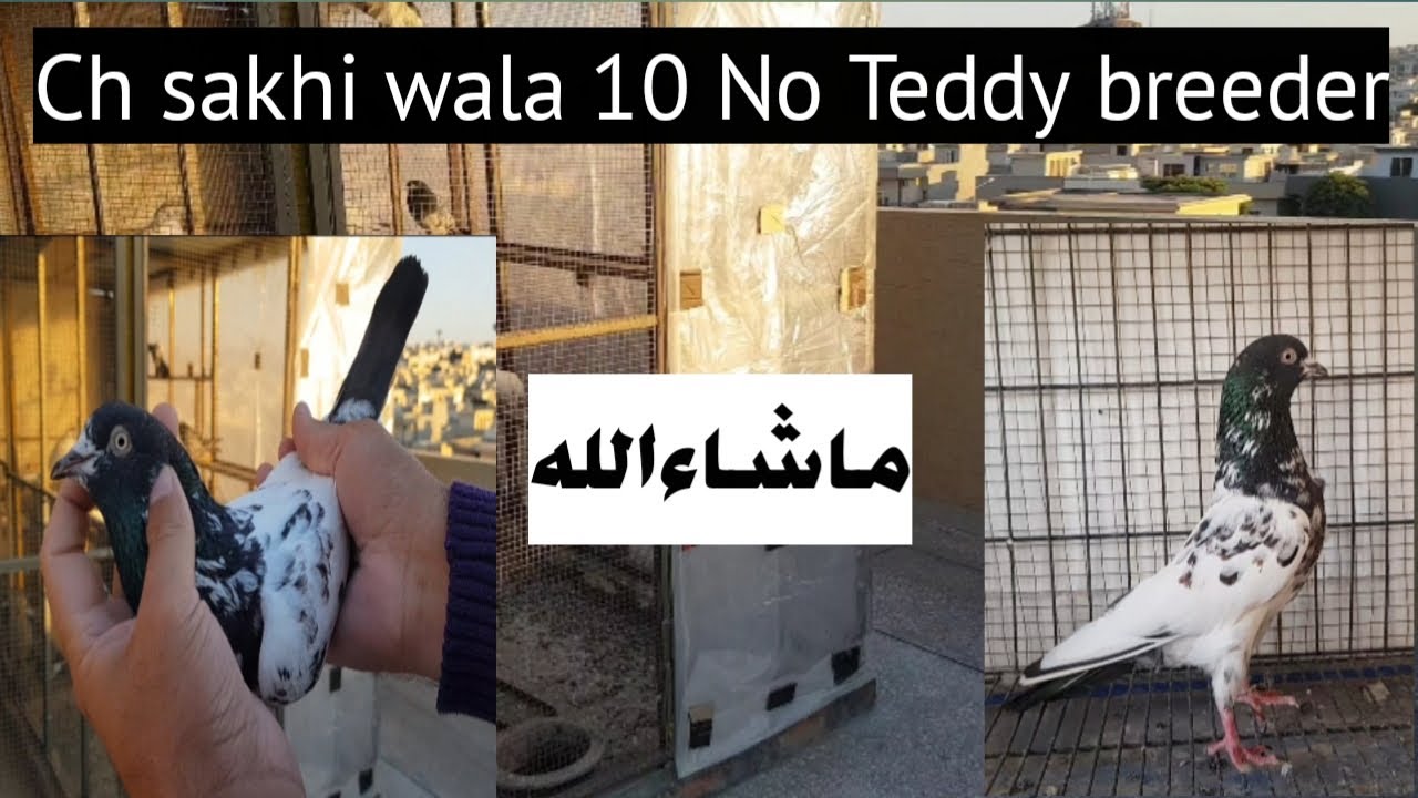 Ch Sakhi wala Teddy breeder male ka shouq | Teddy pigeon | kabutar ...