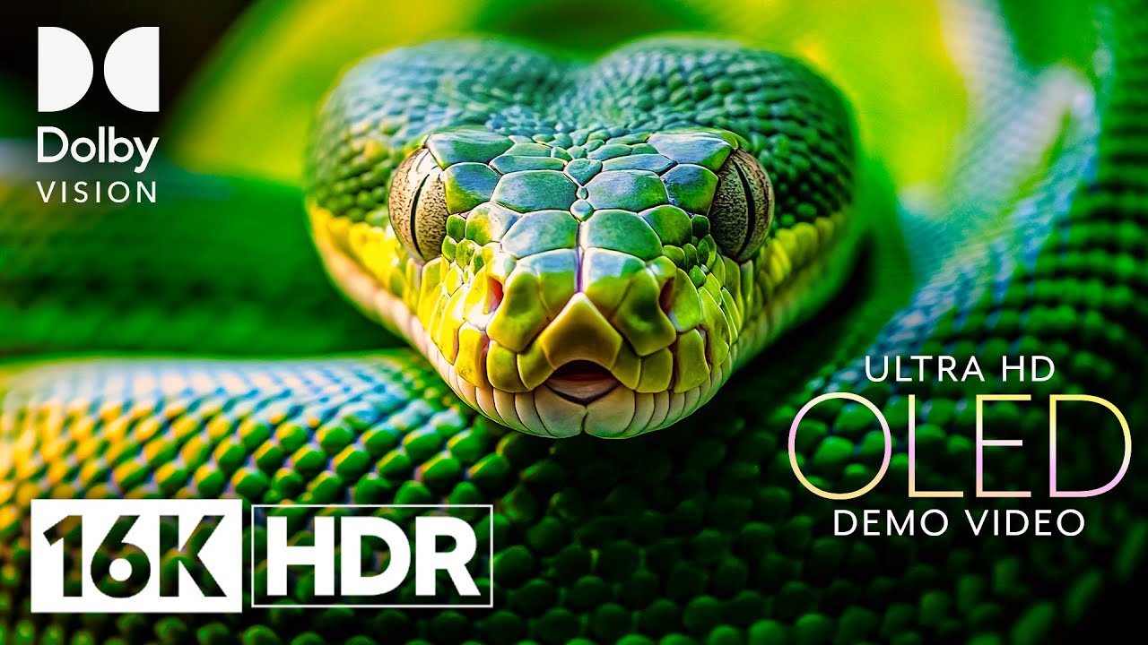 ULTRA HD 16K HDR SHOWCASE | DOLBY VISION™ OLED DEMO - YouTube