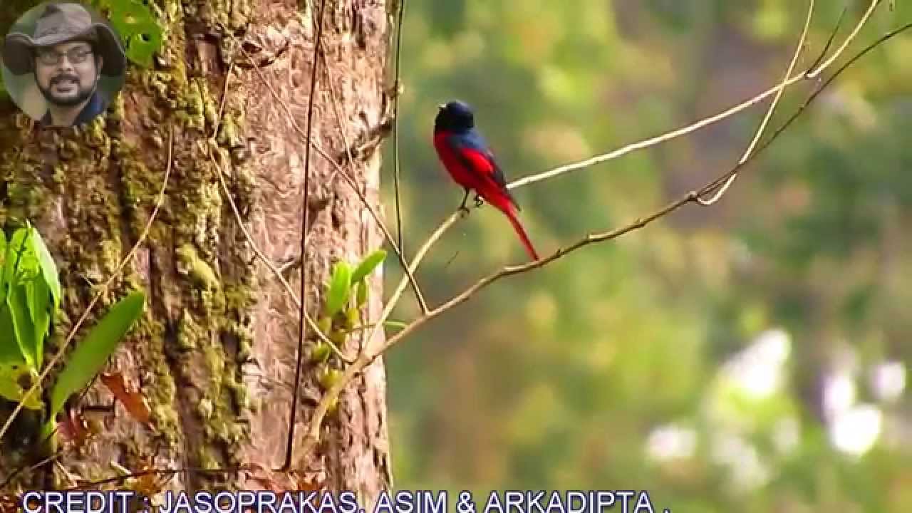Scarlet Minivet (Male) A Bird video. - YouTube