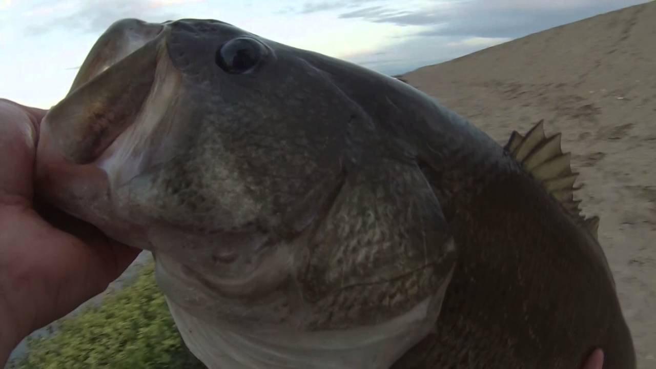 Another big fish from dmc - YouTube