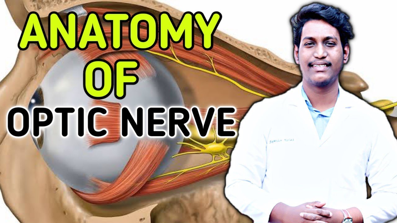 Anatomy Of Optic Nerve optic Nerve Anatomy In Hindi anatomy Of anatomy-of-optic-nerve-optic-nerve-anatomy-in-hindi-anatomy-of